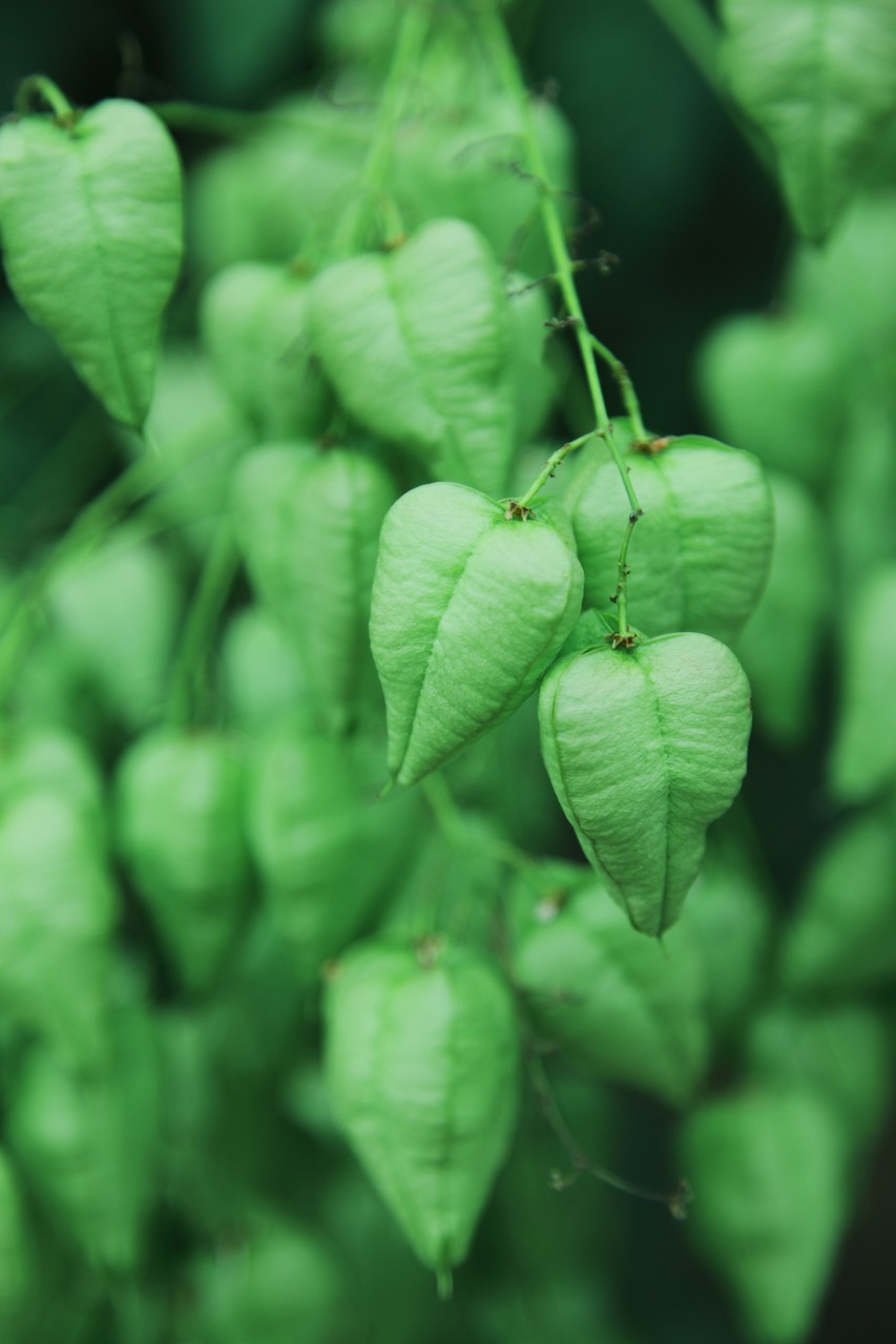 Heart Pods Hanging From Tree - OGQ Backgrounds HD