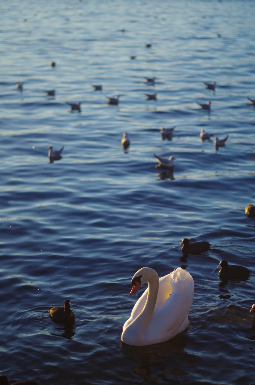 Aquatic Lake Animals