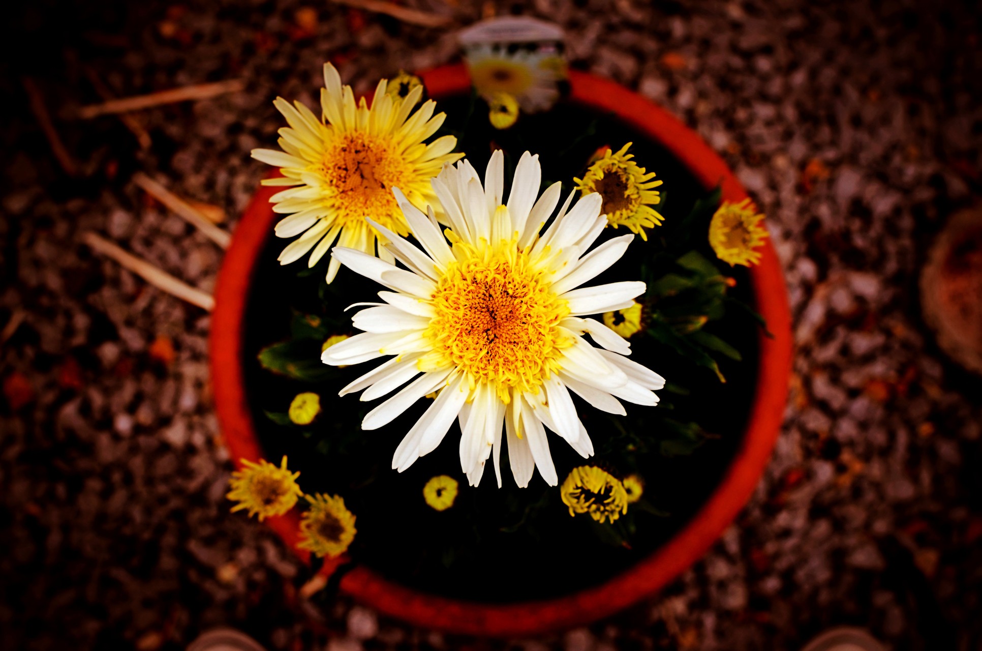 Good Morning Daisy ! - OGQ Backgrounds HD