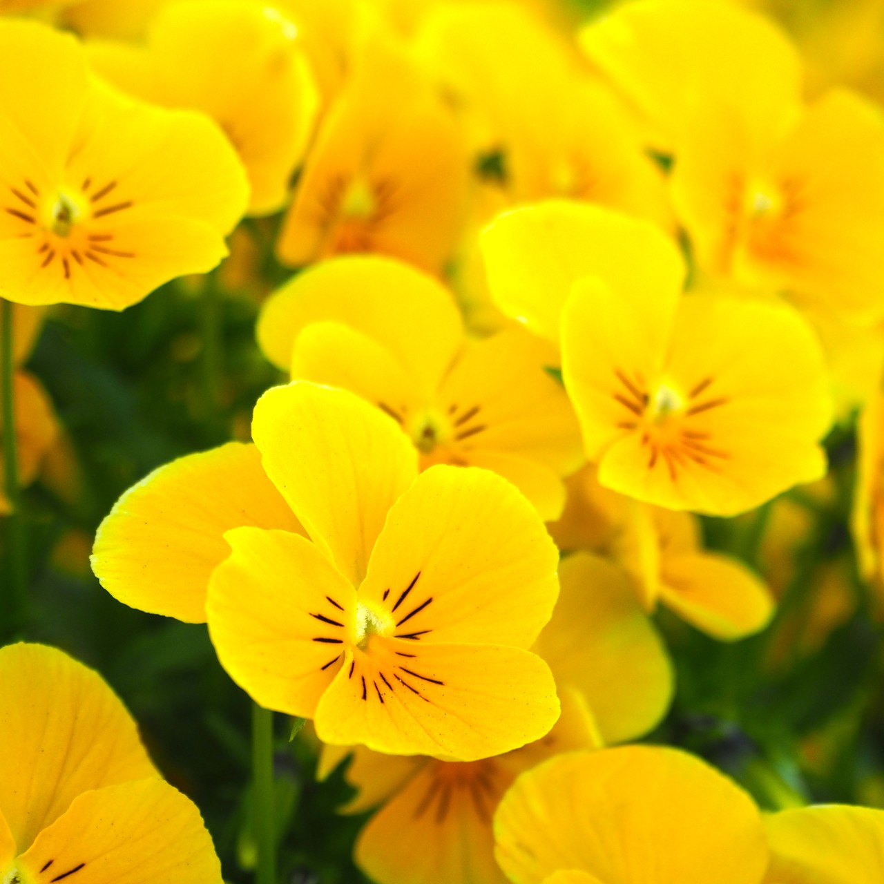 Viola Flowers - OGQ Backgrounds HD