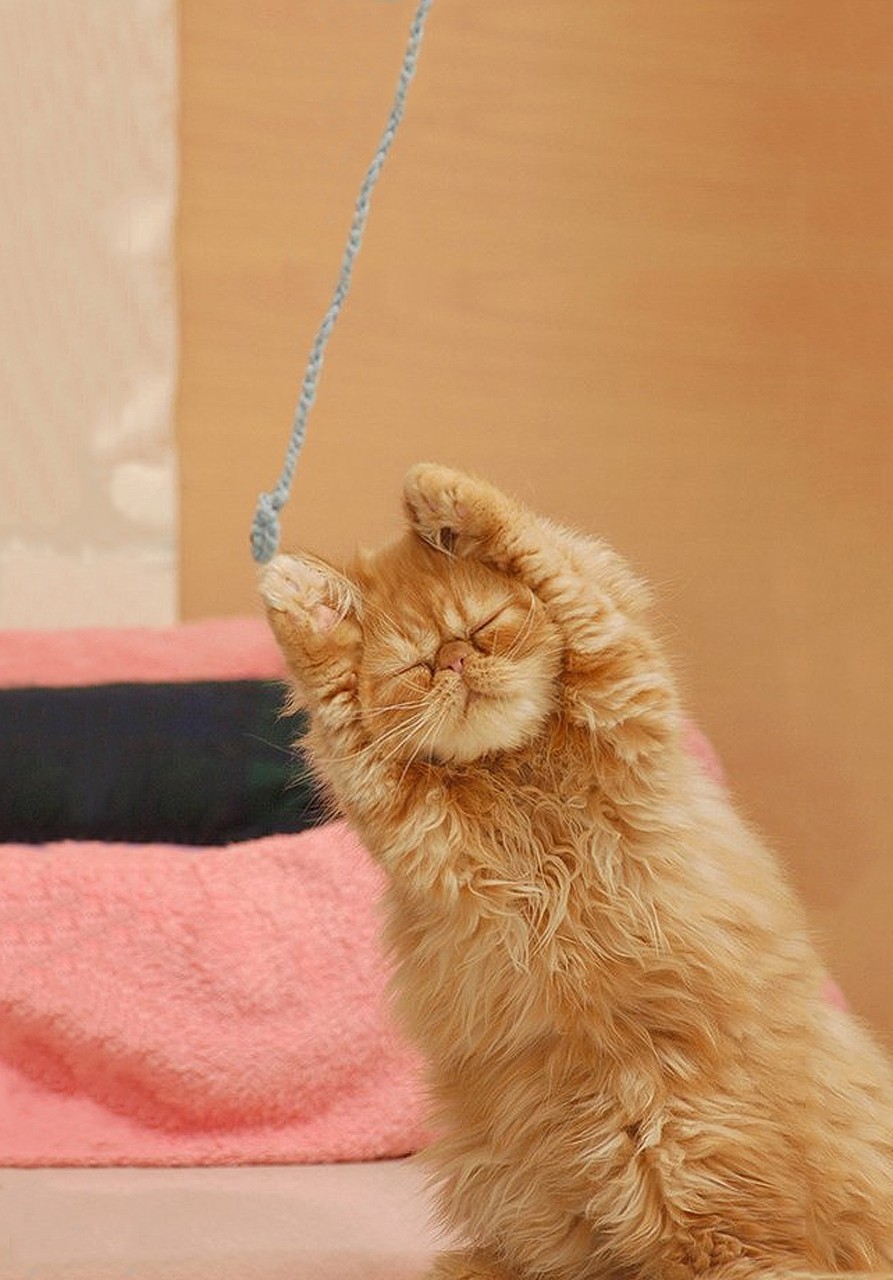 Meow Meow Get Up And Do Exercise - OGQ Backgrounds HD