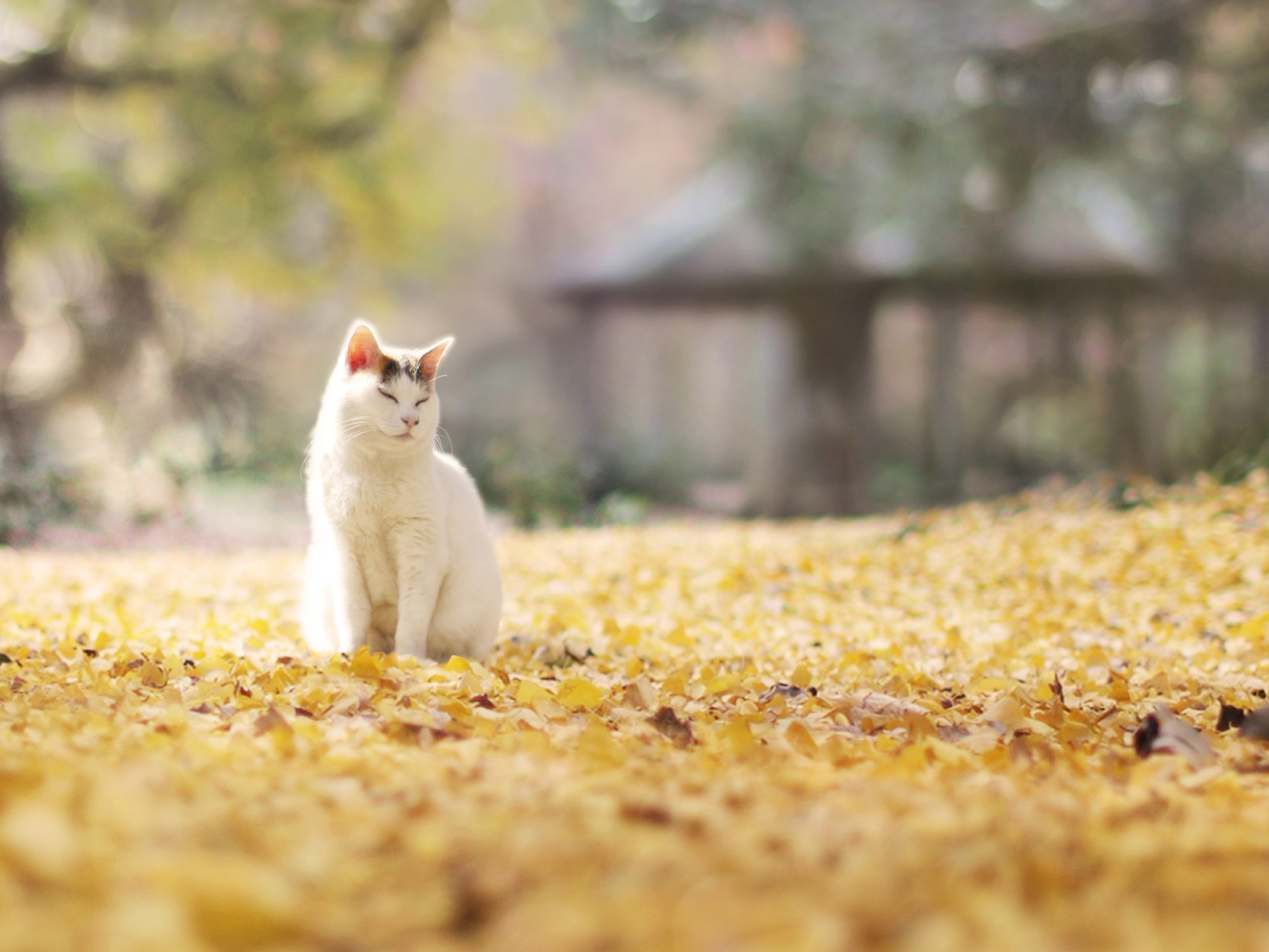 Cat Basking In The Sun - OGQ Backgrounds HD